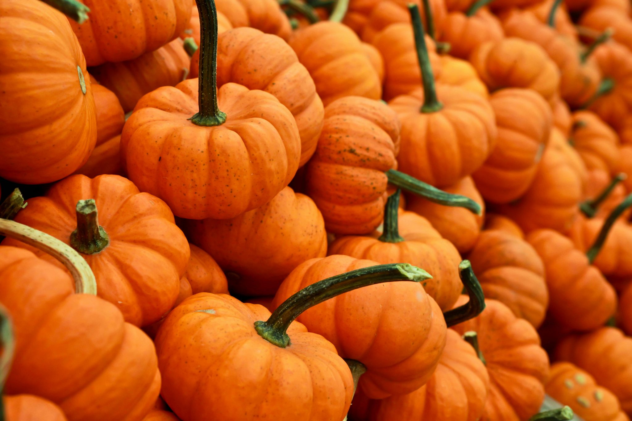 Five Odd Pumpkin Facts - Giggle Magazine
